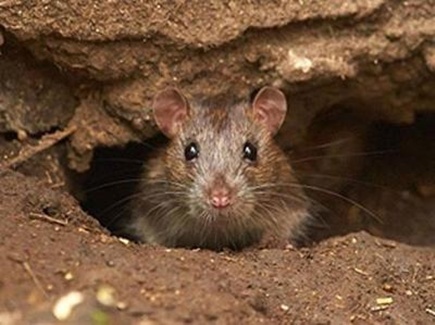 बंगाल विधानसभा में चूहों ने मचा रखा है भारी उत्पात