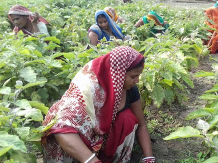 बिहार : मधुबनी में गरीब महिलाएं कर रहीं समाजवाद आधारित साझी खेती