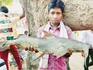 दो-दो हजार में बिकी बोध मछलियां