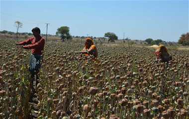 अब खेतों से अफीम डोडा चोरी
