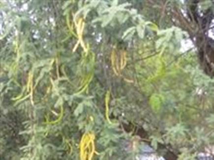 देशी पेड़-पौधों को खत्म कर रहा विलायती बबूल