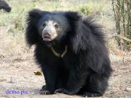 रीछ ने किया हमला, 20 मिनट तक युवक करता रहा संघर्ष, पत्नी चढ़ी पेड़ पर