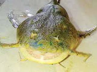 कांकेर की कोटरी नदी में मिली दुर्लभ बोध मछली