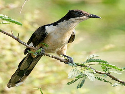 मानसून के आगमन का संदेश लेकर आए चातक