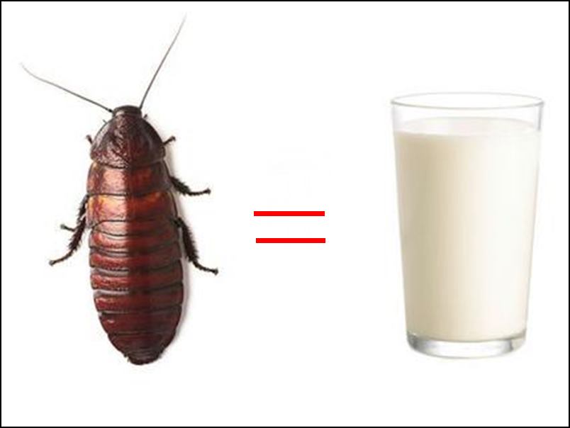 जानिए कॉकरोच के दूध को लेकर क्यों बढ़ रही है दुनिया में दीवानगी - Why ...