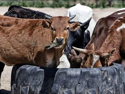 यूपी में योगी सरकार वसूलेगी Cow Cess, किसानों को राहत देने की कवायद ...