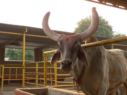 बांझपन ने रोकी गौवंश वृद्धि की रफ्तार