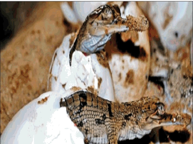 National Chambal Gharial Sanctuary : पहले आई 'मदर कॉल', फिर अंडे से ...