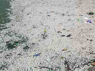 लाला का तालाब में हजारों मछलियां मरी, फैल रही दुर्गंध