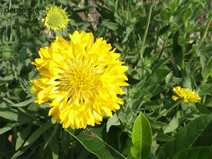 सेवंती का दुर्लभ पौधा, एक पौधे में डेढ़ हजार फूल