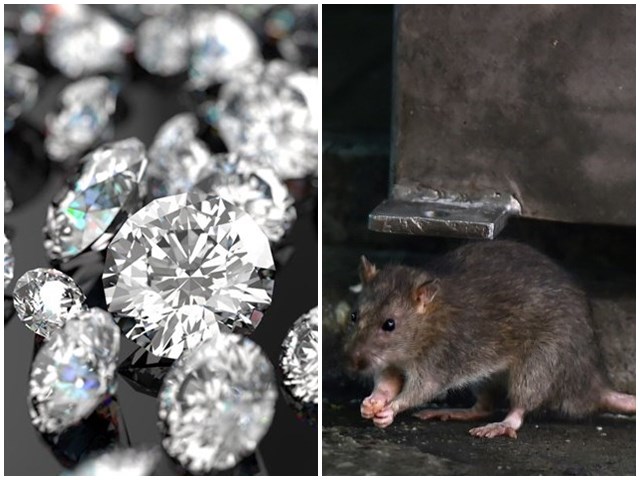 बिहार के ज्वेलरी शॉप में चूहों ने दिखाया कमाल, ऐसे गायब किया कीमती ...