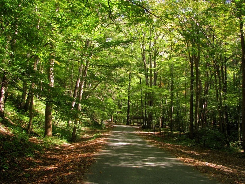 Balaghat : 10 साल में 500 एकड़ बंजर भूमि पर आबाद किया जंगल - 500 acres ...