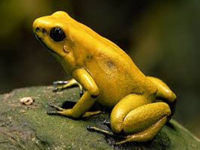 Research: फंगल इन्फेक्शन से बचाएगी मेंढक की त्वचा - Research: Frog skin ...