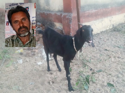 जज के गार्डन की घास चर गई बकरी, पुलिस ने किया गिरफ्तार