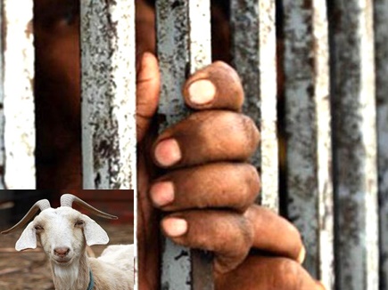 बकरी को लाठी मारी, 80 साल के बुजुर्ग को हो गई 5 महीने की जेल