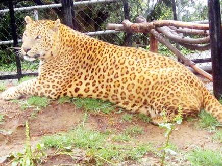 इंसान-गुलदार की दुश्मनी दूर करेगा महाराष्ट्र मॉडल