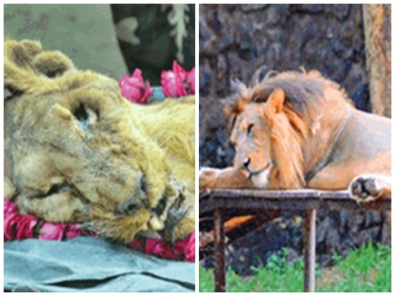 Lioness Rani : रानी के जाने के बाद अकेला रह गया 'राजा', दिन भर गुमसुम ...