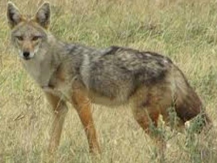 जाने कैसे ऊदबिलावों के भोलेपन का सियार ने फायदा उठाया