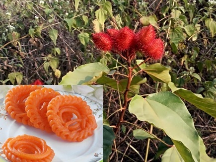 VIDEO : तो बेरंग हो जाएगी इमरती, खत्म होने की कगार पर है ये पेड़ ...