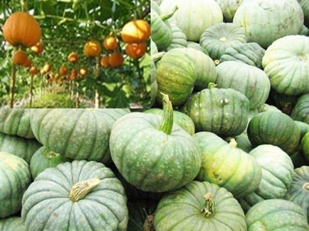 एक ऐसा गांव जहां सभी करते हैं सिर्फ कद्दू की खेती