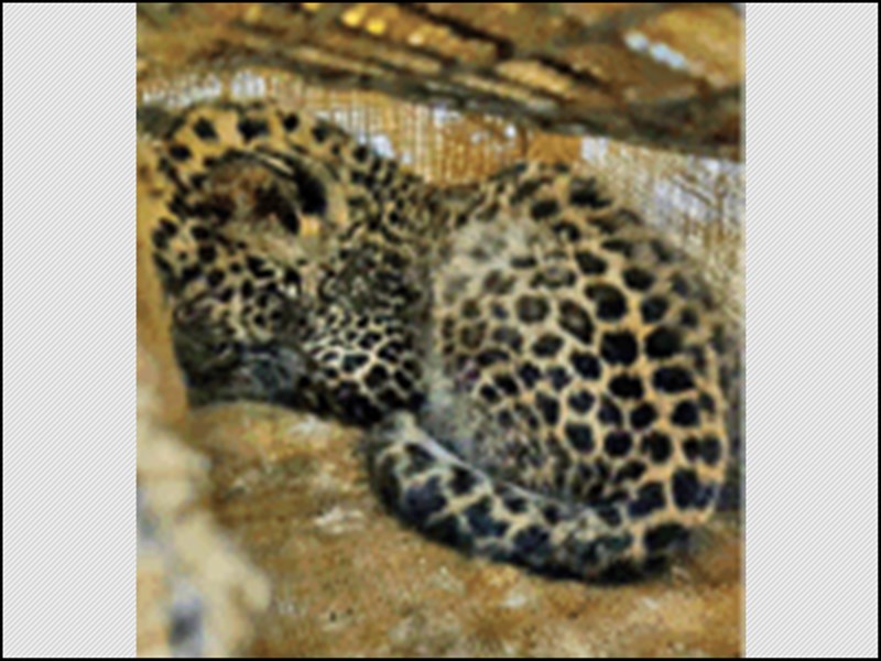 तेंदुए के शावकों को हुआ डायरिया, पिलाया जा रहा बकरी का दूध - Leopard ...