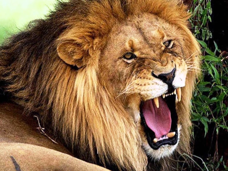 Madhya Pradesh : बब्बर शेर पर फिर सियासत शुरू, वनमंत्री ने प्रधानमंत्री ...