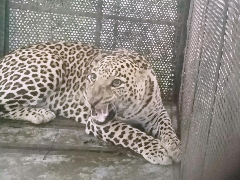 Video Man Eater Leopard : पानसेमल क्षेत्र में आदमखोर तेंदुआ फंसा पिंजरे में