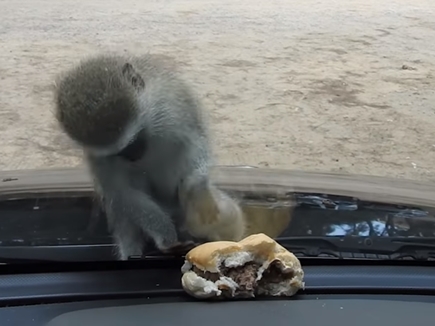 बर्गर के लिए बंदर ने की इतनी मेहनत, देखिए फिर क्या हुआ