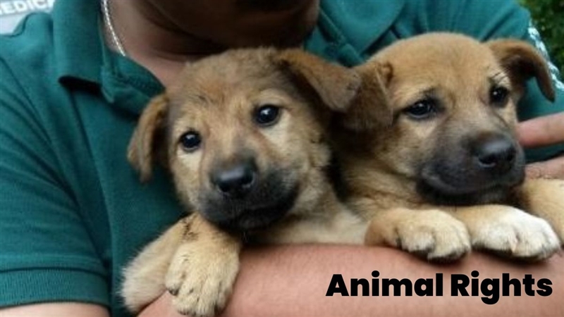 Animal Rights: देशभर में पशुओं को मिलेगा चिकित्सा का अधिकार - Animal ...