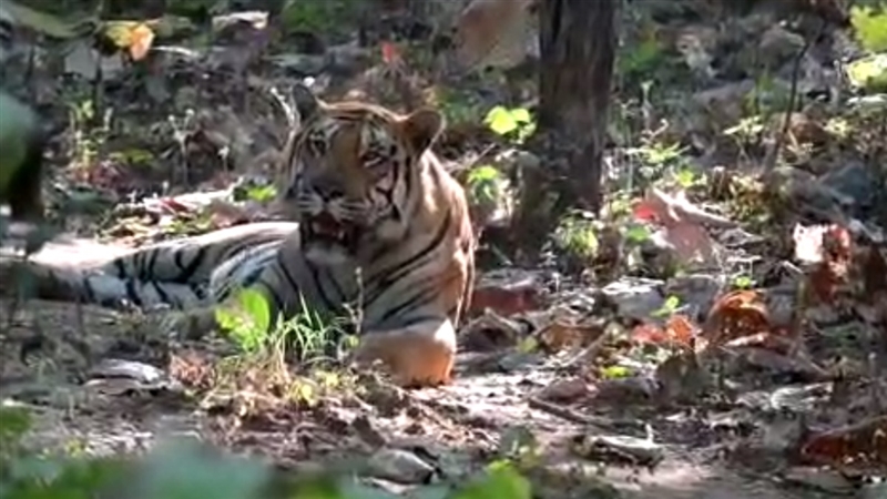 Seoni News: VIDEO पेंच टाइगर रिजर्व में जिप्सी के सामने आ गया बाघ ...