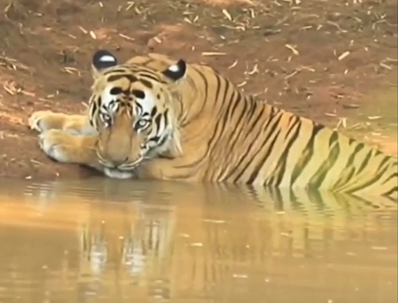 Bandhavgarh Tiger Reserve : उमरिया के भद्रशिला तालाब में आराम करता नजर ...