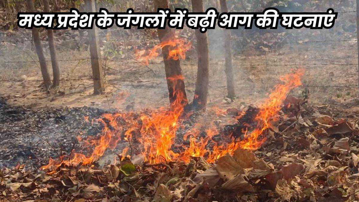 Fire in MP Forest: चौबींस घंटे में नहीं बुझी जंगल की आग तो वनकर्मियों ...