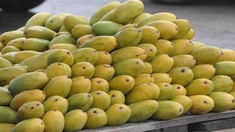 Dussehri Mango: इंदौर में उत्तर प्रदेश से दशहरी आम की आवक शुरू बाजारों ...