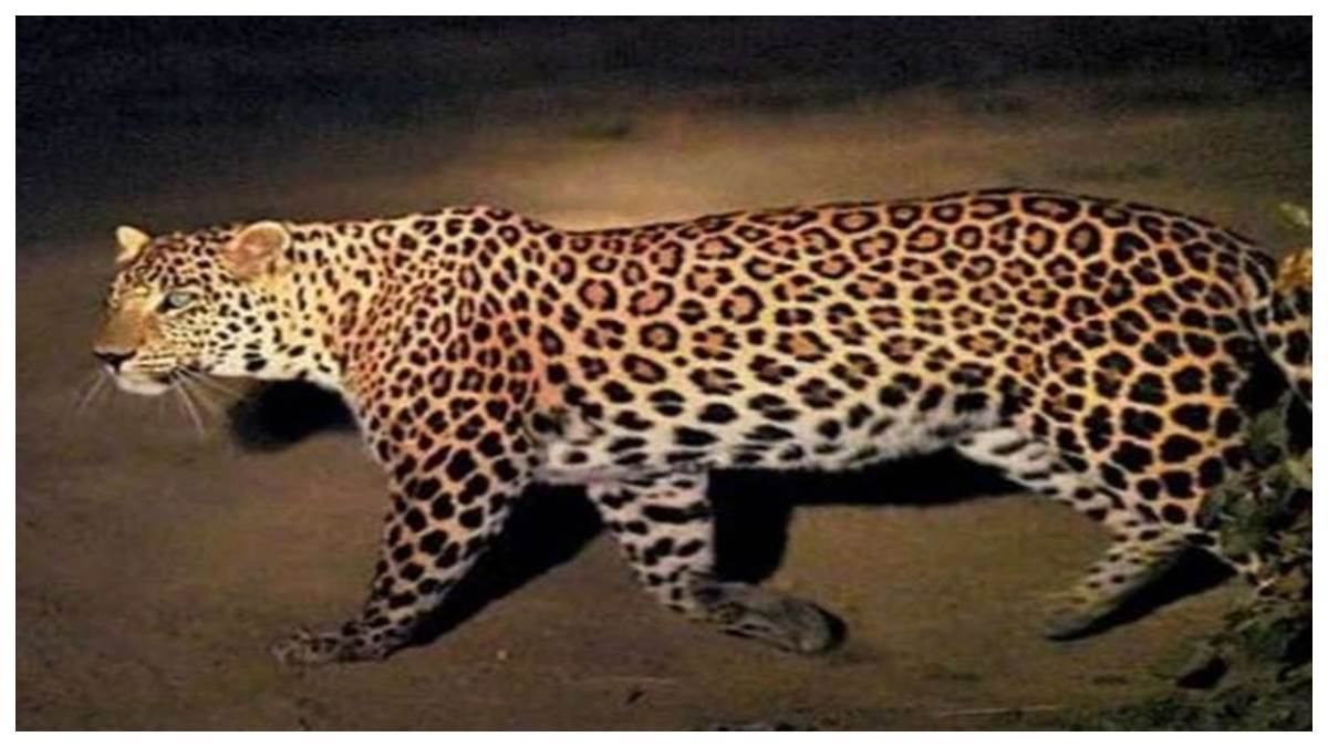जबलपुर की ऑर्डनेंस फैक्ट्री में घुसा तेंदुआ, मचा हड़कंप, वाहन निर्माणी ...