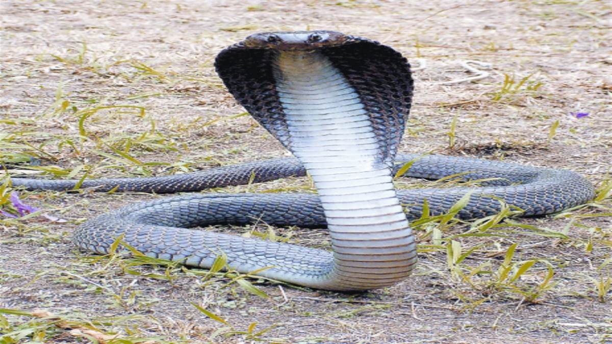 Nagpanchami special 2022: 125 साल पुराने मंदिर में नागदेवता का हाेगा ...