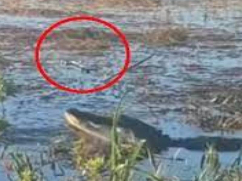 Viral Video: हवा में उड़ते ड्रोन को चबा गया घड़ियाल, सुंदर पिचई ने भी ...