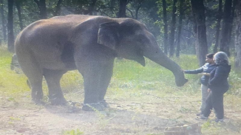 Special Elephant in Forest : खुद की जान पर बन आई फिर भी चित्रा कर रही ...