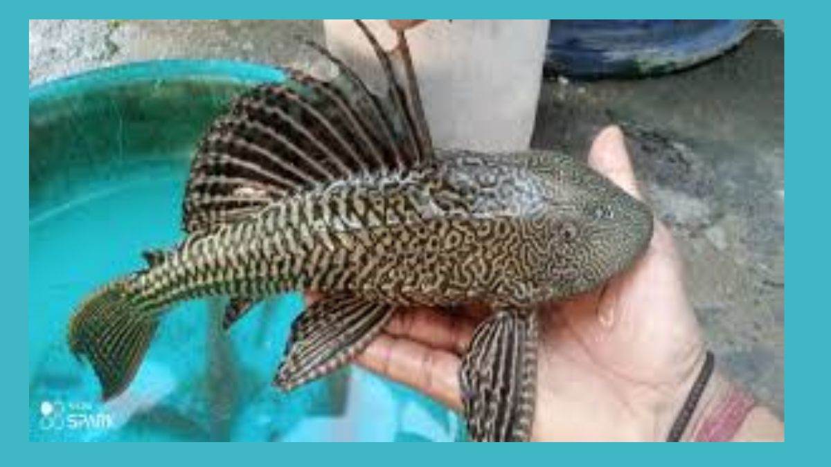 Bilaspur News: बच्चे के गले में फंसी मछली, समय रहते चिकित्सकों ने ...