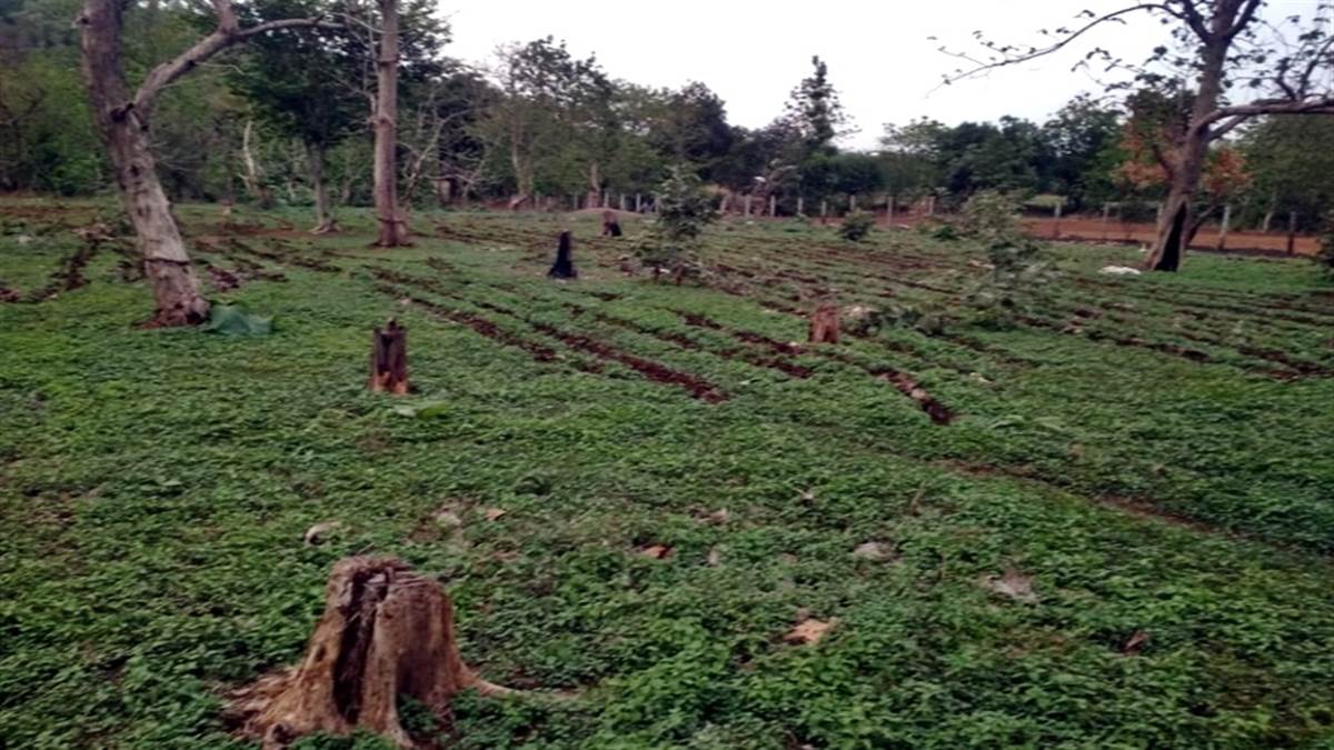 Forest Encroachment in Indore: पुरानी कटाई को छिपाने और अतिक्रमण के लिए ...