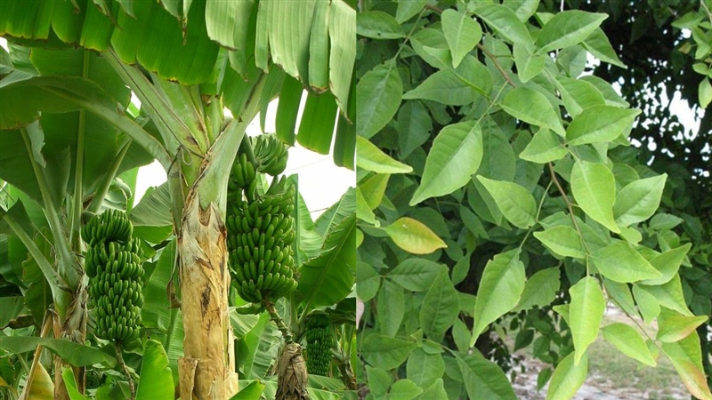 Sawan 2023: सावन के महीने में घर में लगा लें ये पौधा सुख-समृद्धि का ...