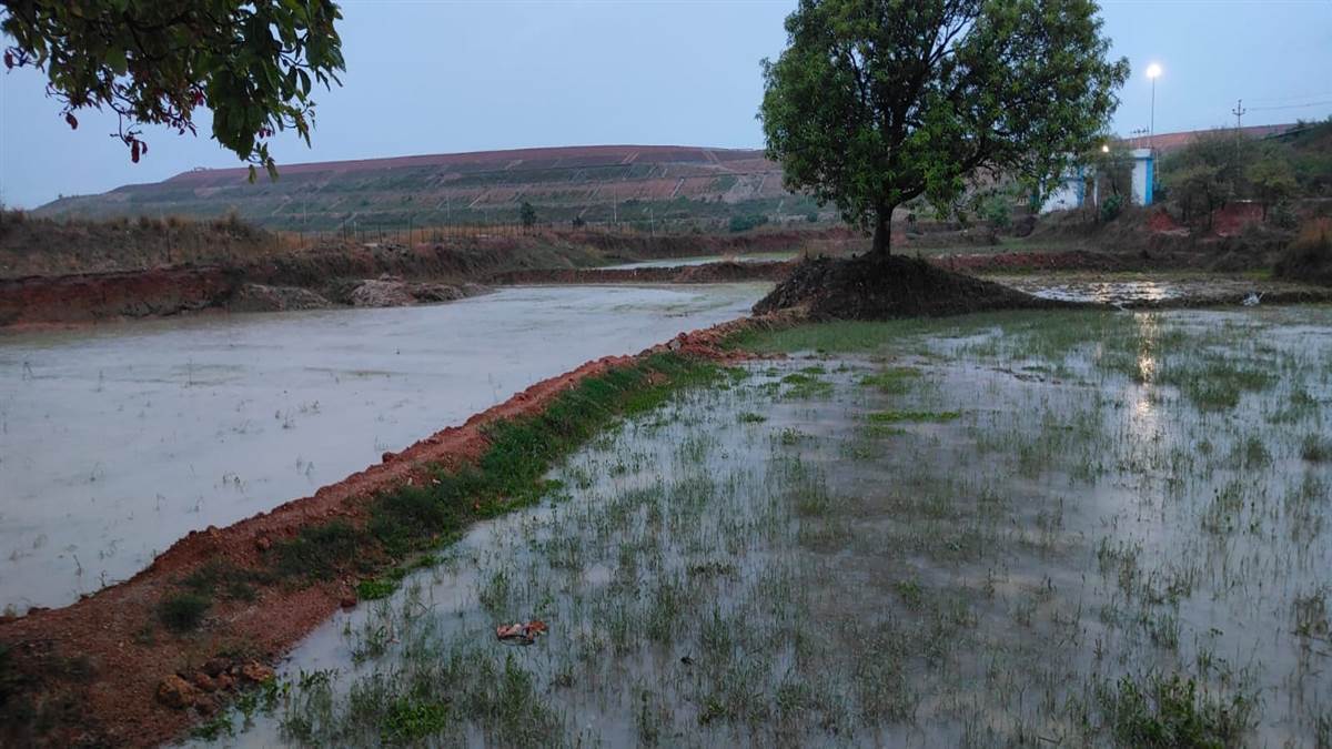 Korba Ntpc News : प्रबंधन ने ही तटबंध तोड़ एक से दूसरे बंड में पास किया ...