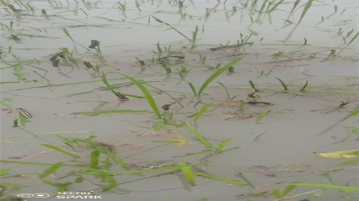 Jashpur News:सैनिक कीट के हमले से धान उत्पादक किसानों की मुसीबत बढ़ी ...