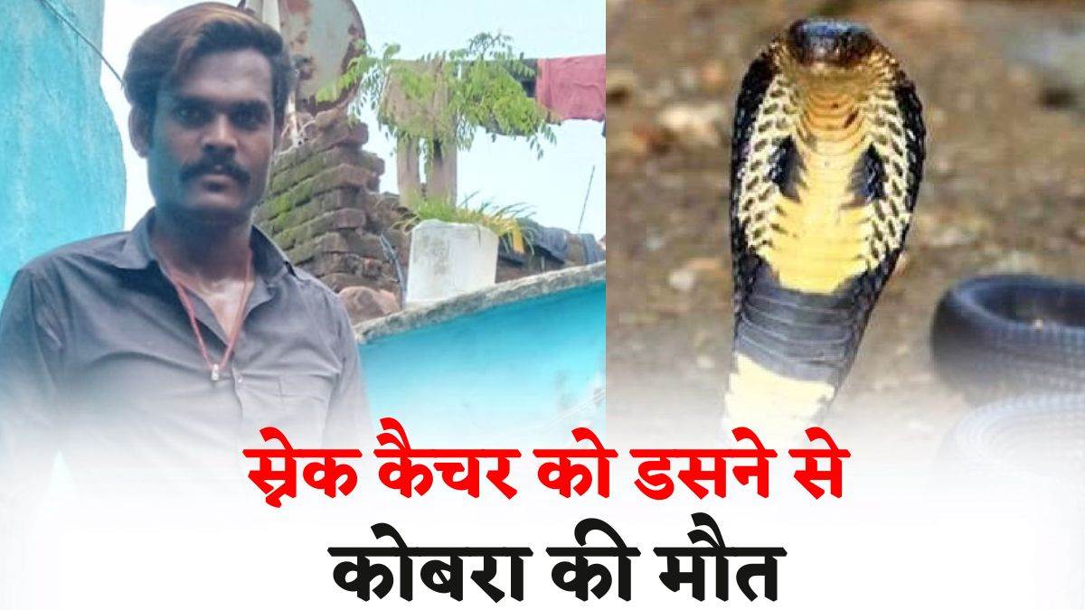 स्नेक कैचर को डसने के बाद कोबरा की मौत, अस्पताल से ठीक होकर घर लौटा ...