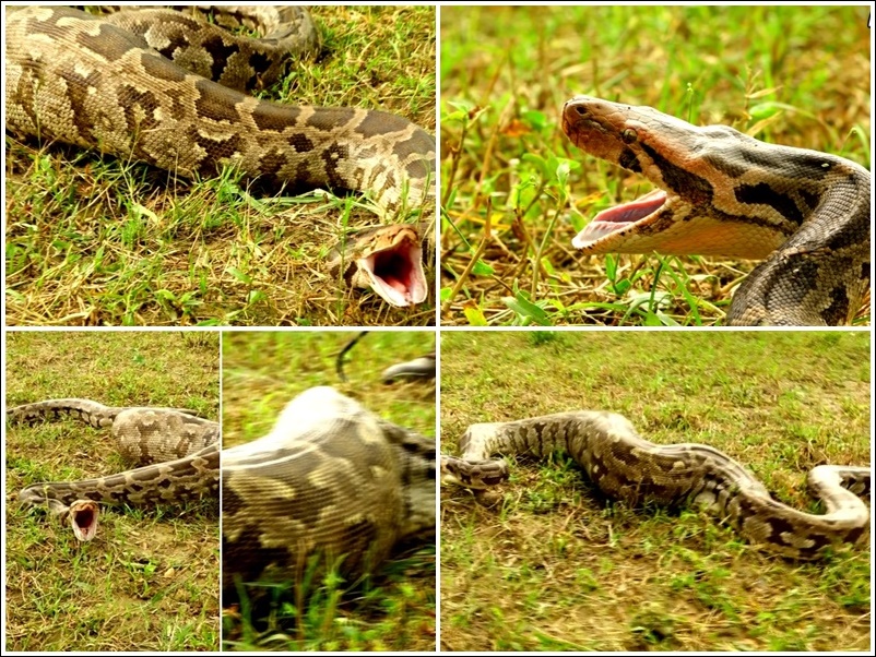 Viral Video : अजगर निगल गया था यह बड़ा जानवर, जब उगला मौजूद लोग रह गए ...