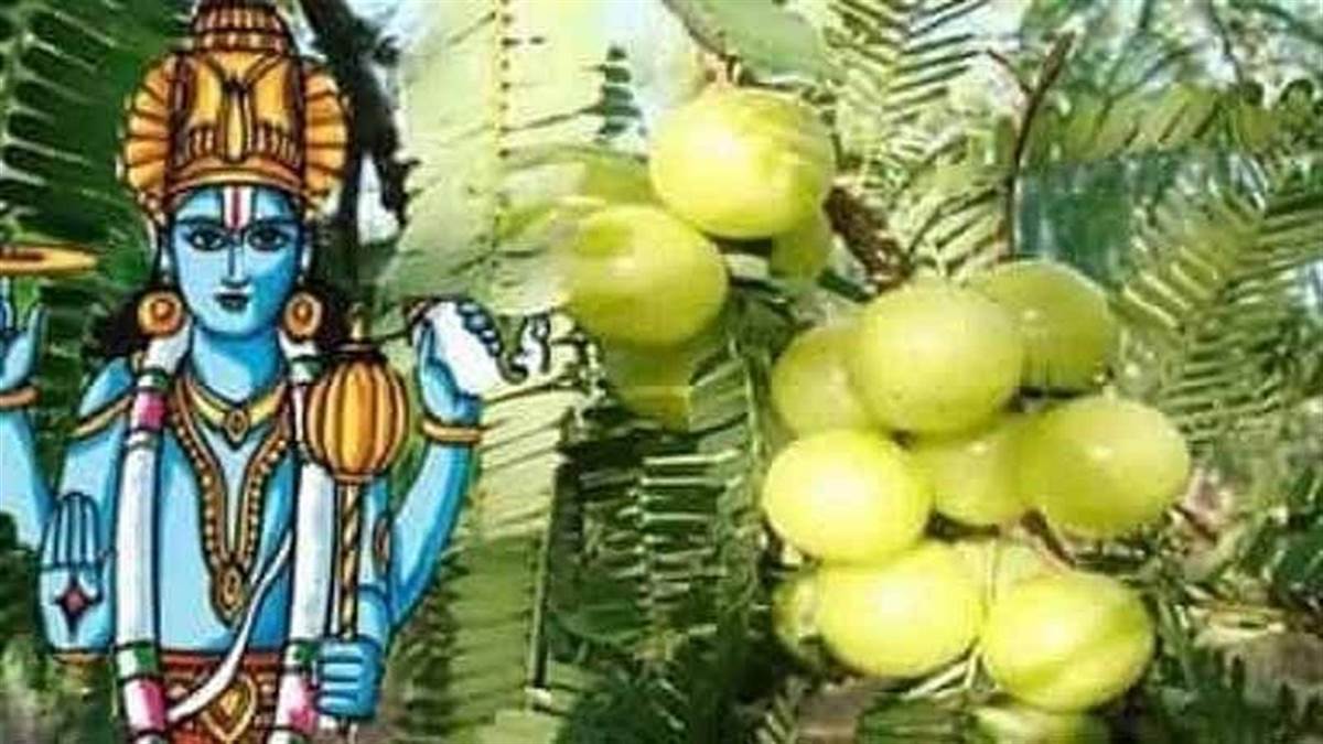 आज आंवला नवमी: आंवला फल में दो देवों का वास, पेड़ के नीचे करेंगे पूजा ...