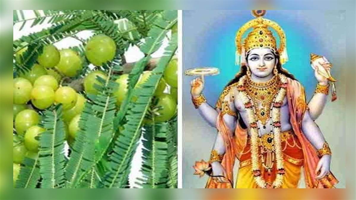 Amla Navami 2022: आंवला नवमी व्रत आज, जानिए पूजा विधि, शुभ मुहूर्त व ...