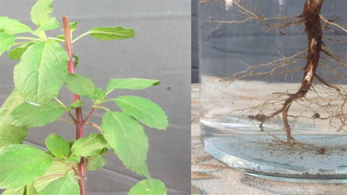 Tulsi Root Upay: तुलसी की जड़ है बेहद चमत्कारी, इन उपायों को करने से ...