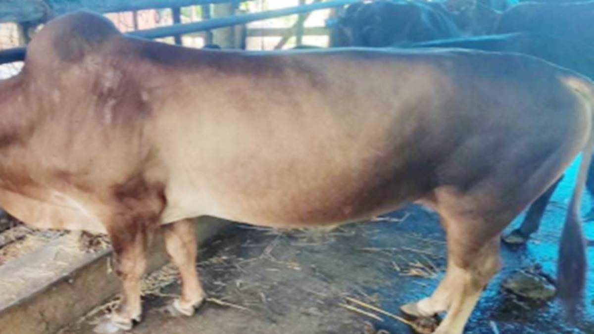 भोपाल में गाय के मुंह में फटा बम, निचला जबड़ा क्षतिग्रस्त... हालत गंभीर ...