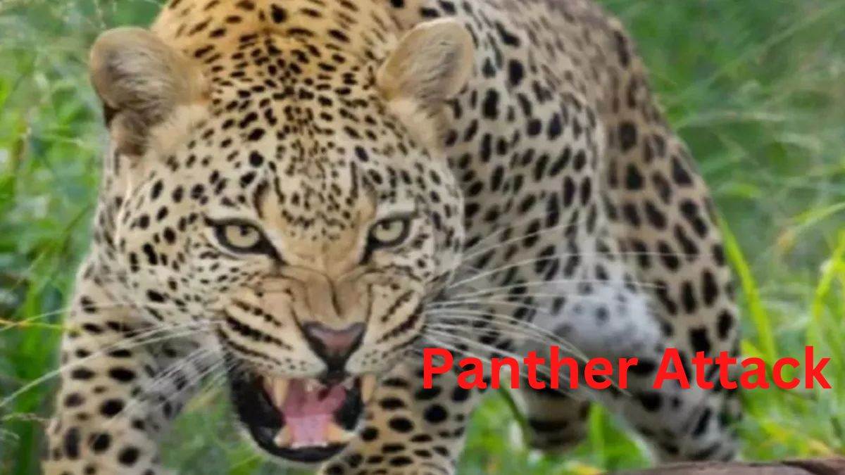 Panther Attack : तेंदुआ के हमले से महिला की मौत,एमसीबी जिले की घटना,वन ...