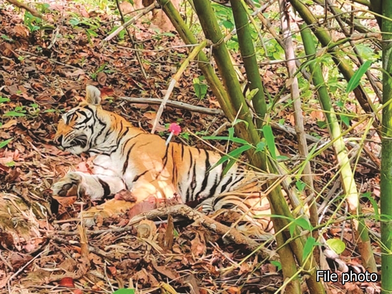Kanan Pendari Zoo Bilaspur: ATR की बाघिन रजनी की कानन में मौत, कंधे में ...